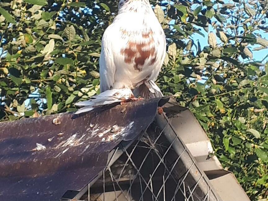 Бойные голуби