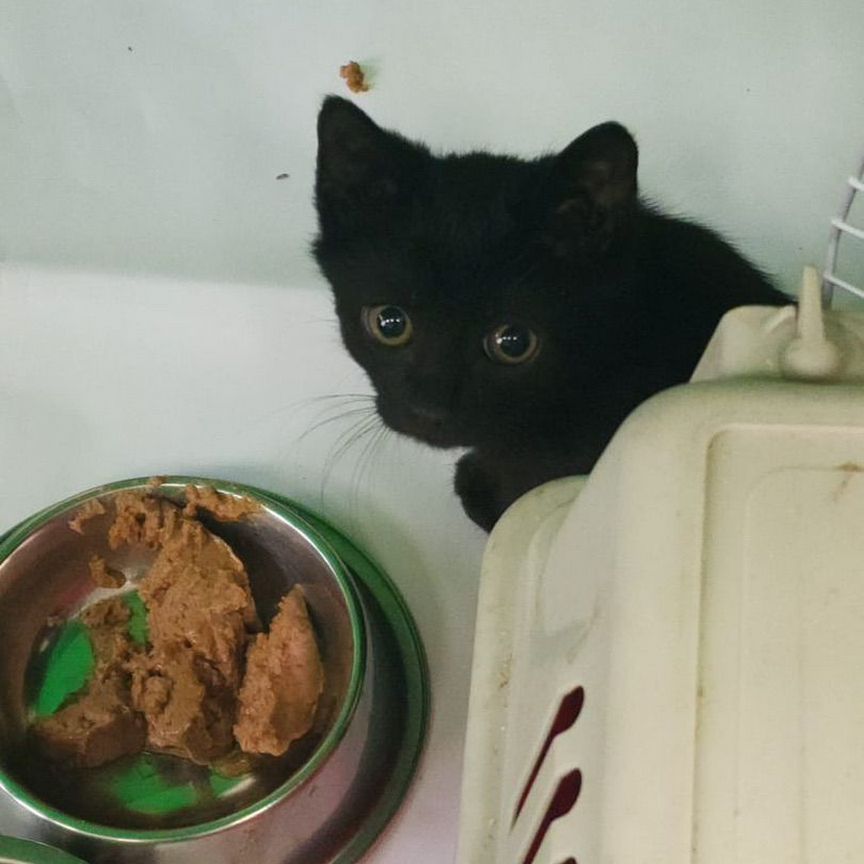 Котенок черный 2,5 мес