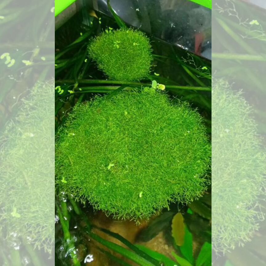 Мох для аквариума риччия