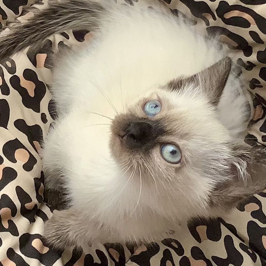 Тайский котёнок