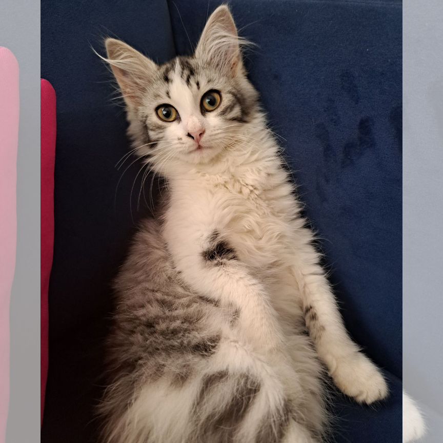 Маленькая кошка 3 месяца