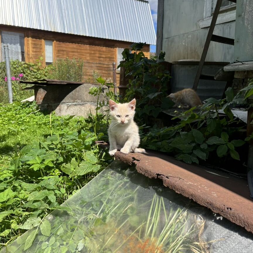 Котята в добрые руки