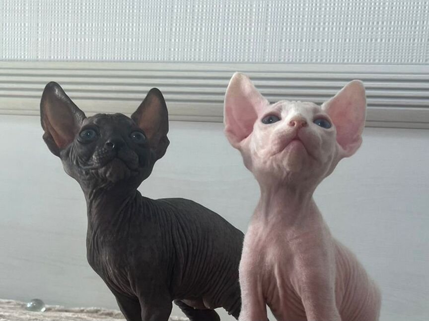 Канадский сфинкс