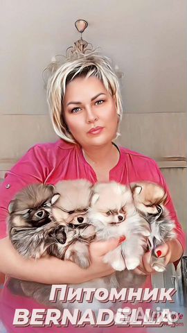 Щенки померанского шпица