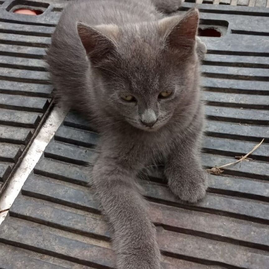 Кошки в добрые руки бесплатно