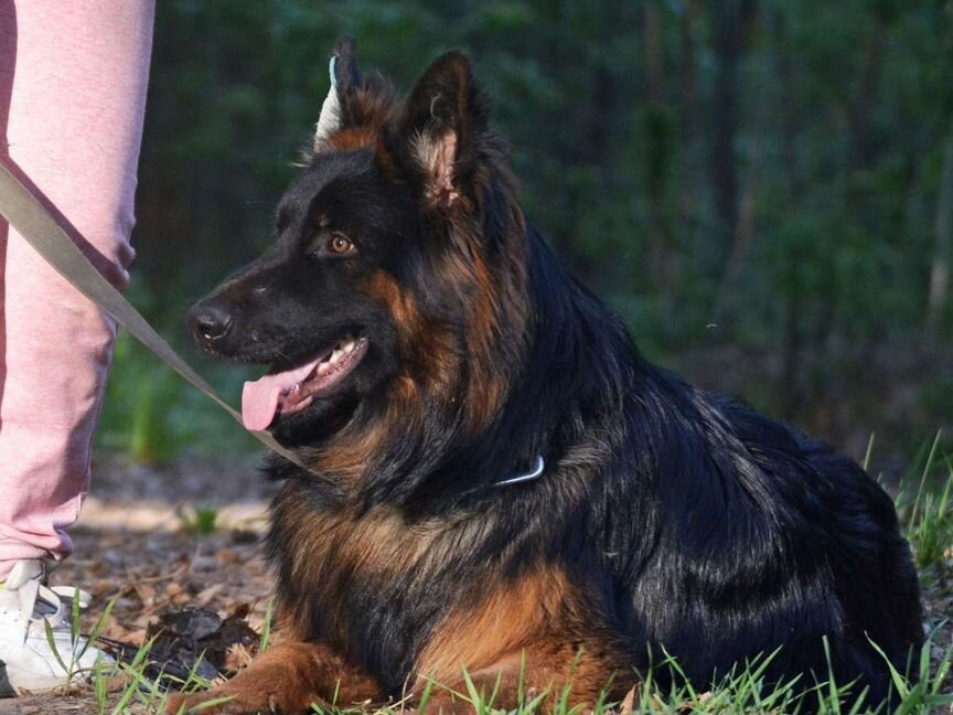 Немецкий длинношерстный кобель вязка