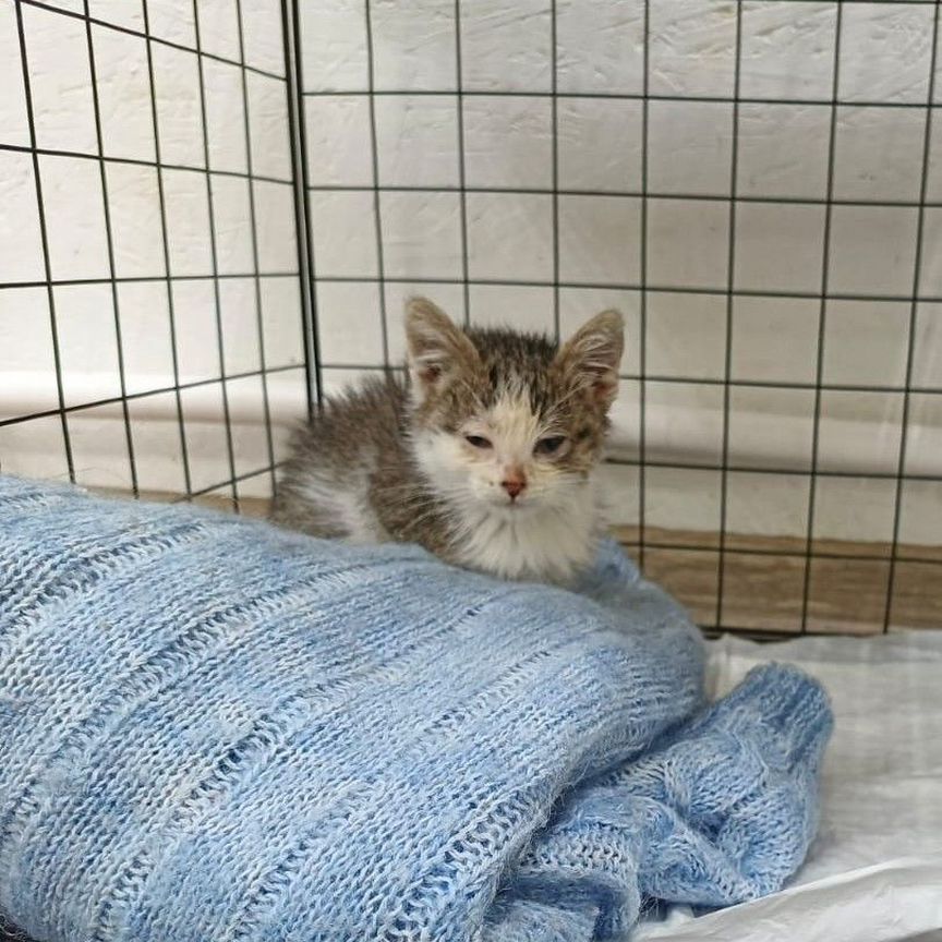 Котенок 2 месяца найдёныш
