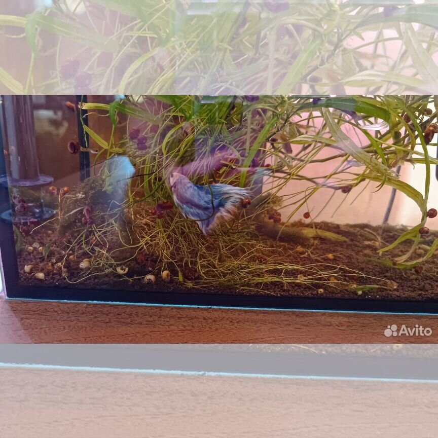 Аквариумные рыбки и растения