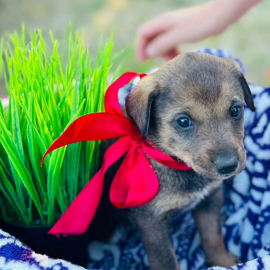 Щенок в добрые руки