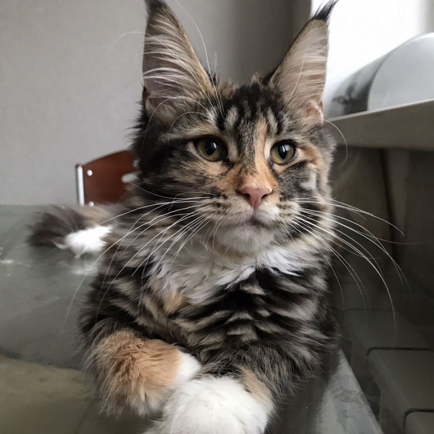 Харизматичная тигрица