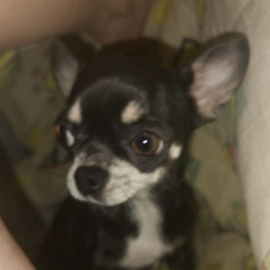 Чихуахуа девочка