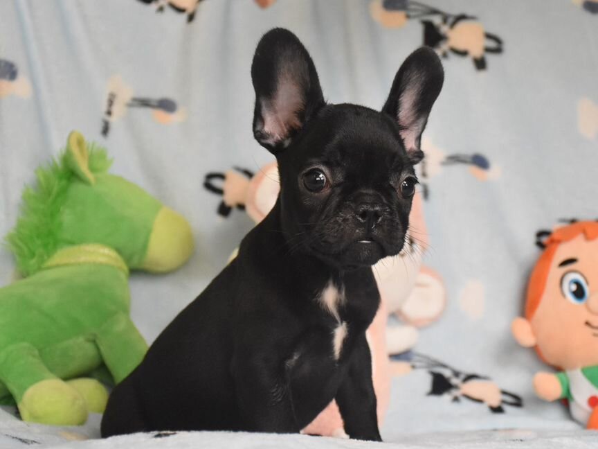 Чисто чёрная француженка