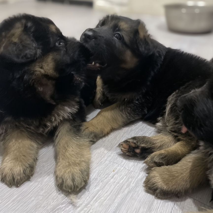 Немецкая овчарка, взрослая собака