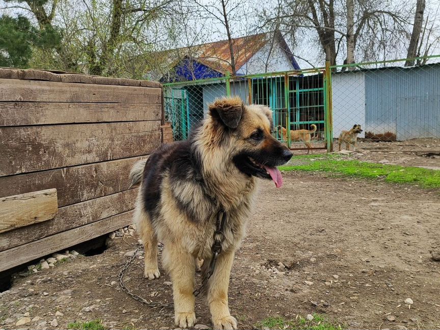 Приезжайте выбирать себе собаку