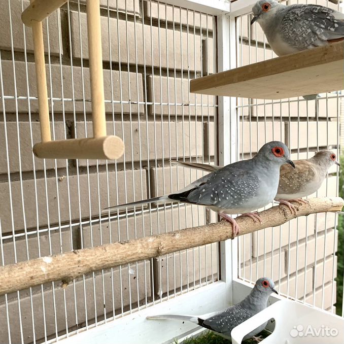 Бриллиантовая горлица, птенцы