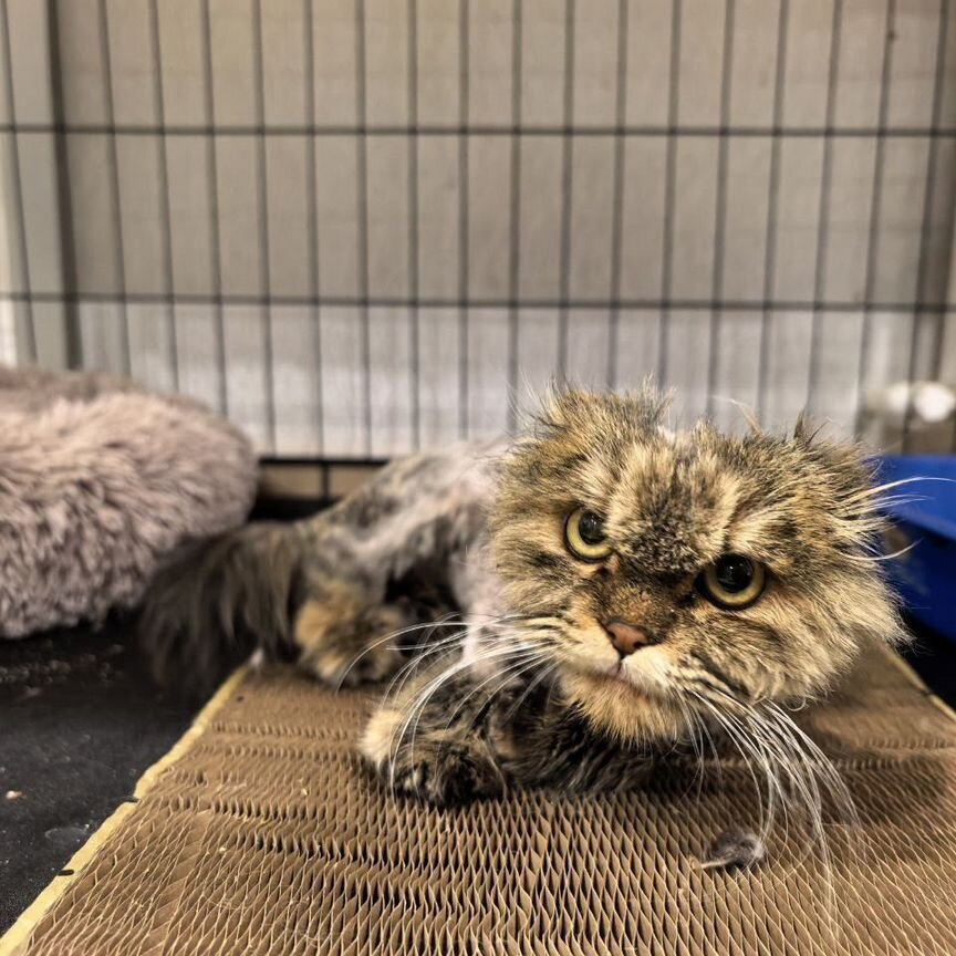 Взрослая, Девочка кошка в добрые руки