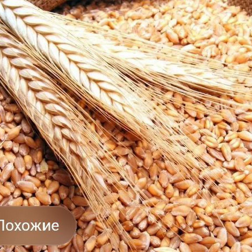 Пшеница