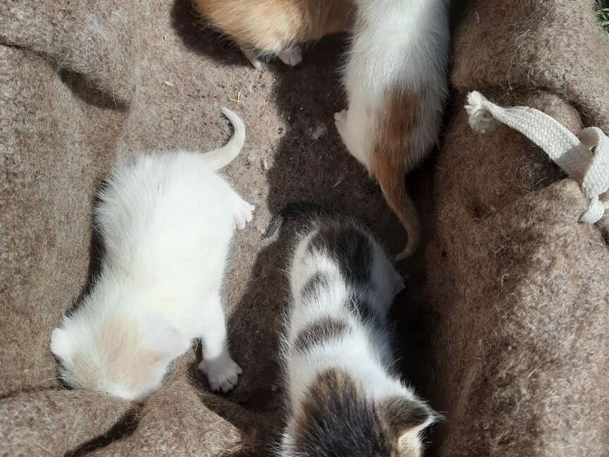 Котята от трехцветной кошки