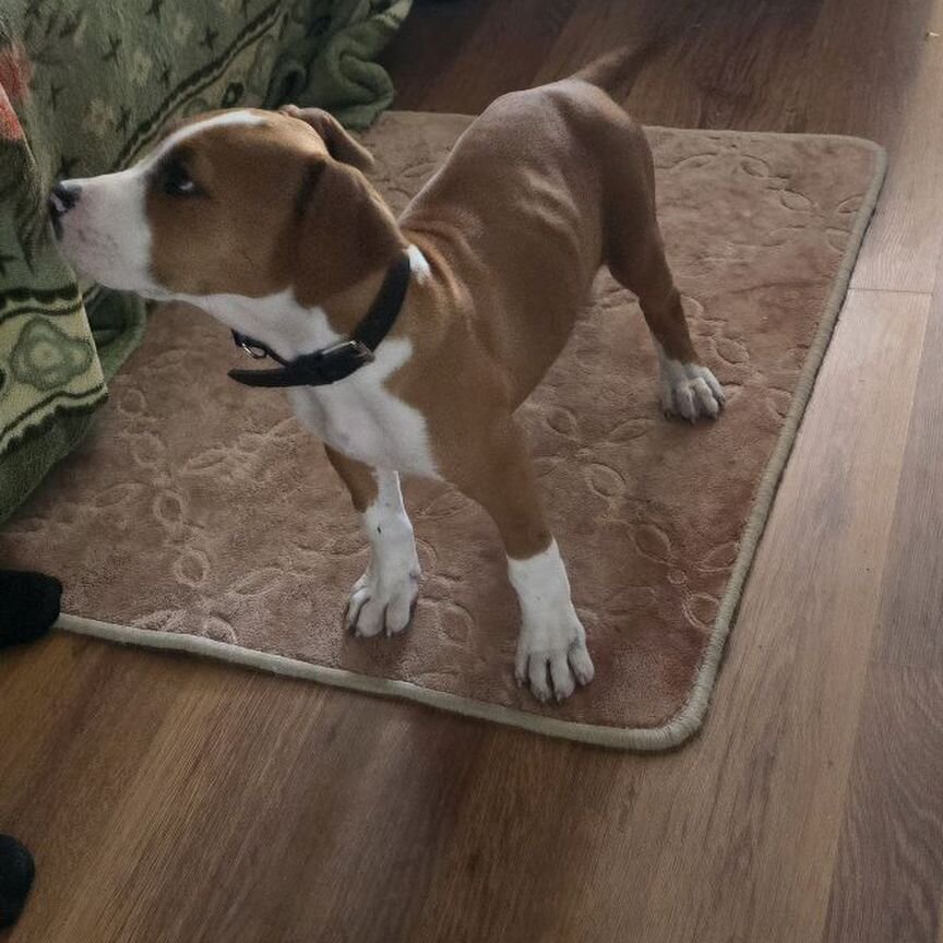 Стаффордширский терьер щенки щенок