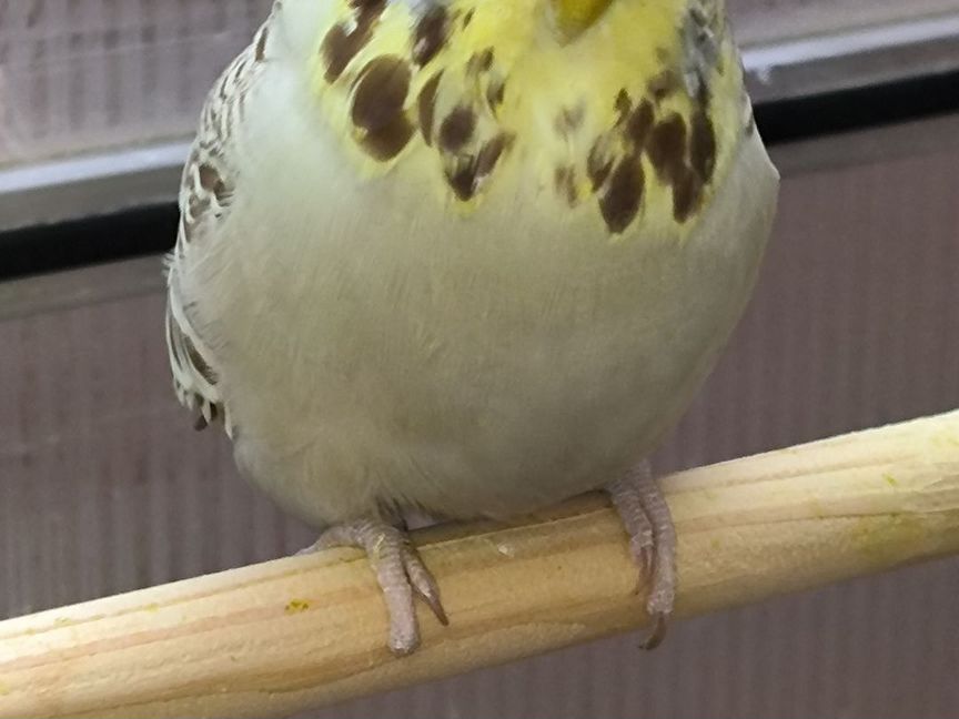 Попугай чех самка