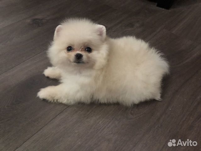 Мини Шпиц Девочка