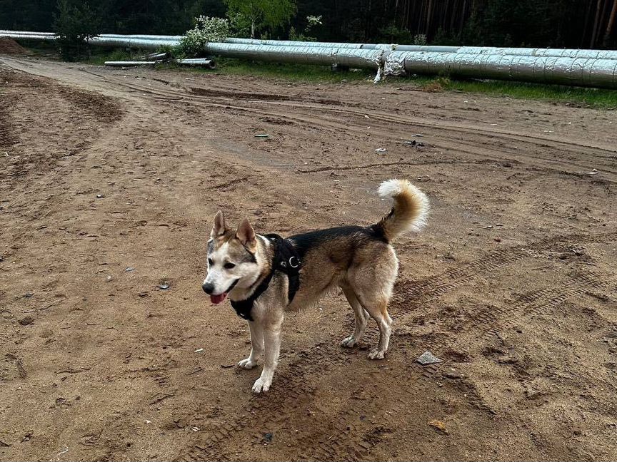 Нашелся Хаски на Водниках
