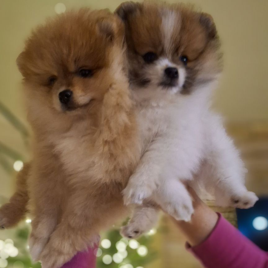 Немецкий шпиц, щенок