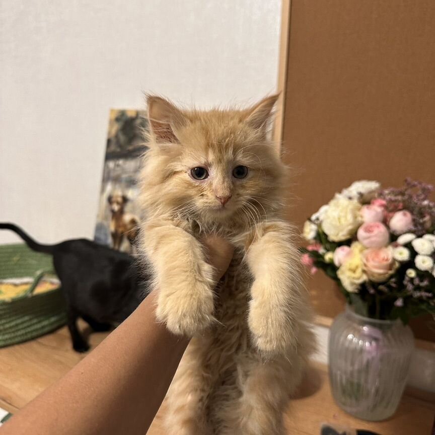 Котенок