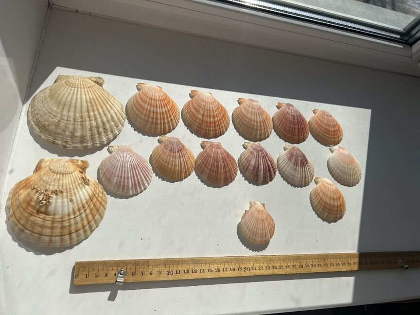 Ракушка морского гребешка