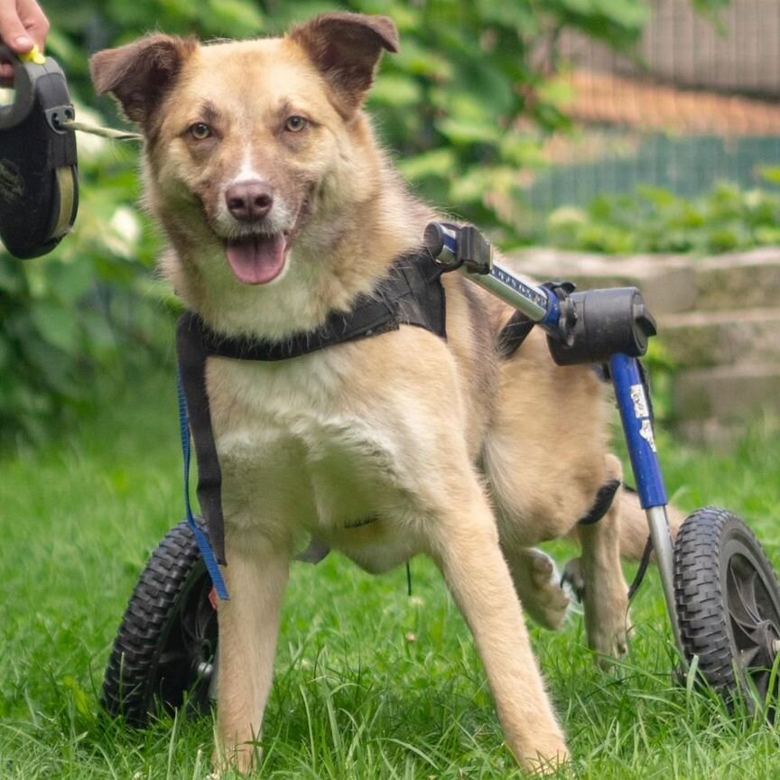 Особенная собака в добрые руки