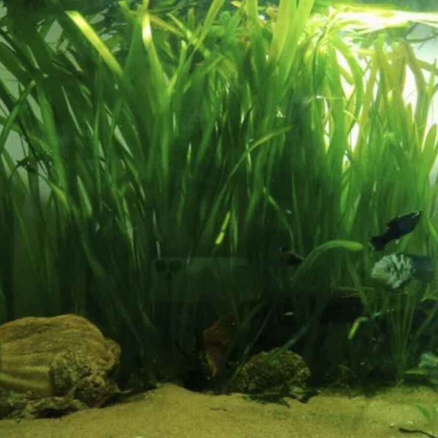 Валеснерия