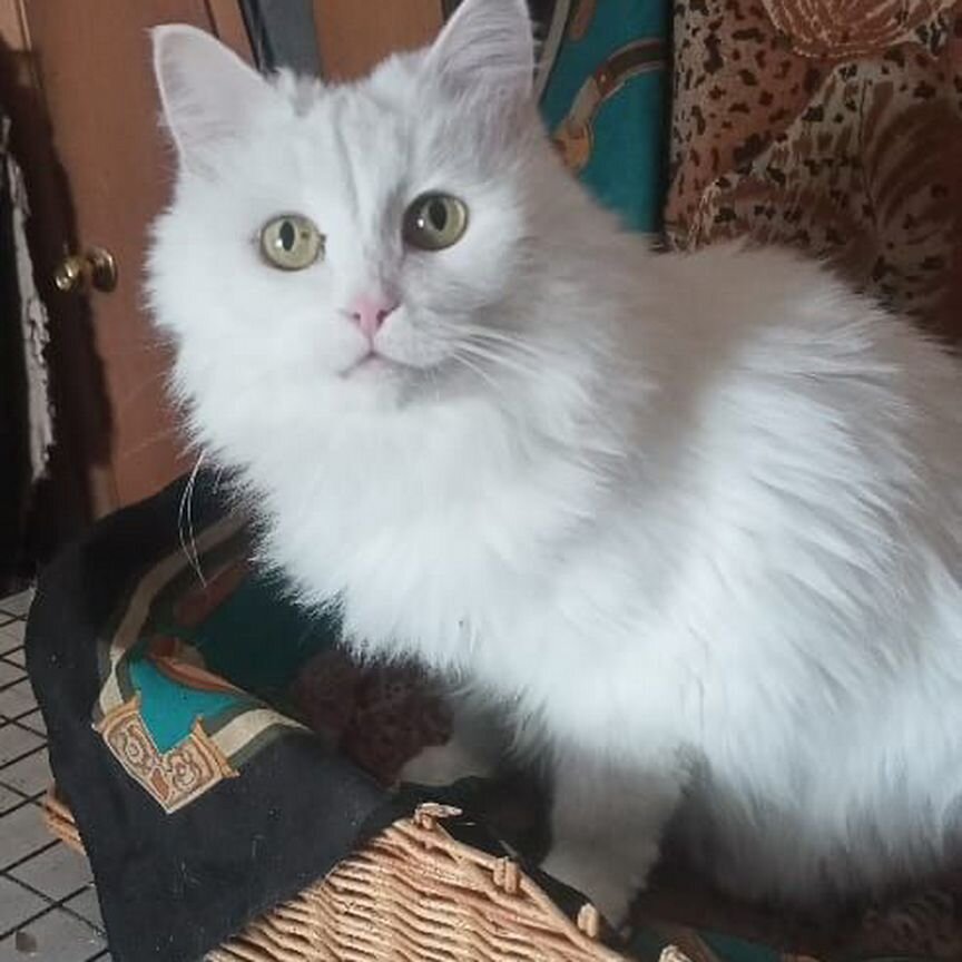 Кошечка белоснежная