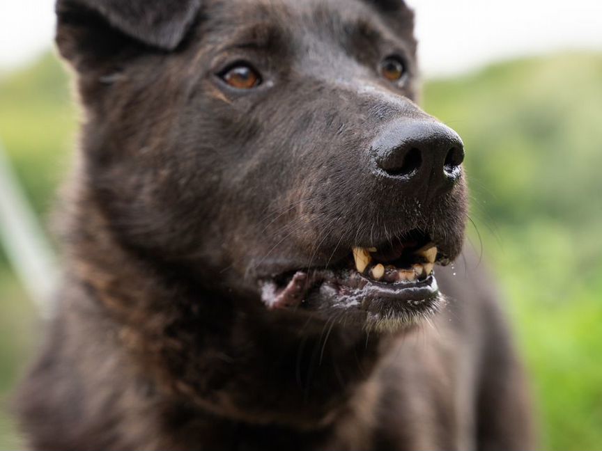 Милый мишка Чоко в добрые руки