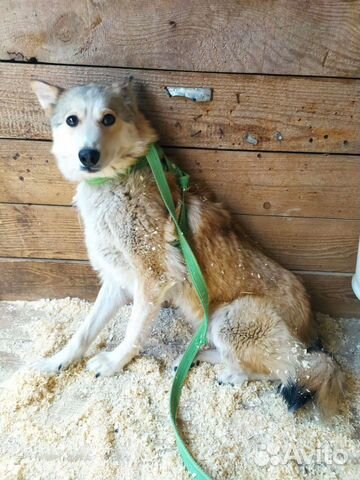 Кая заслуживает дом