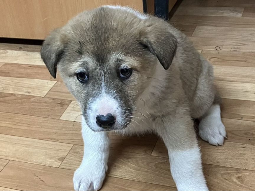 Порода неизвестна