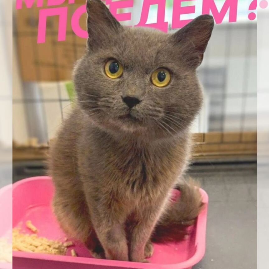 Кошки в добрые руки