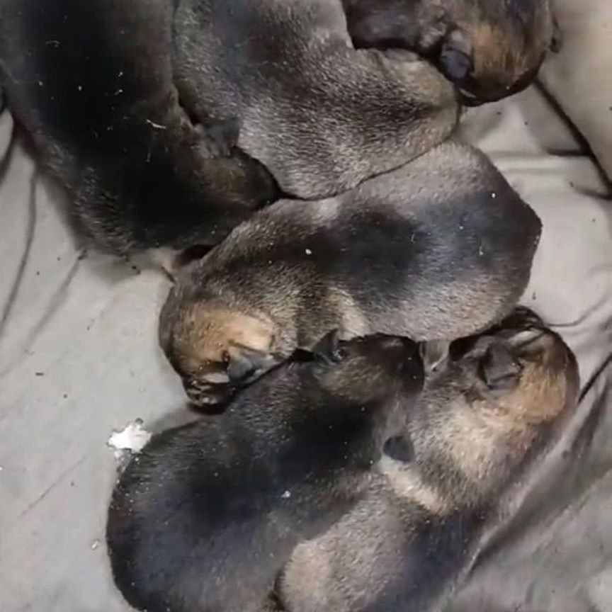 Щенки даром