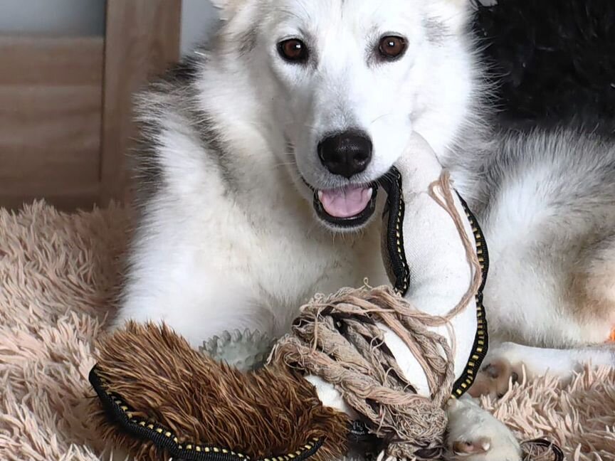 Собака божественной красоты