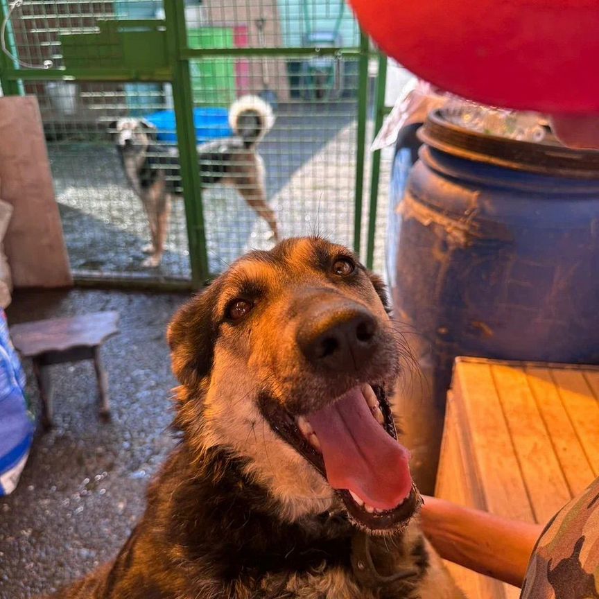 Прекрасная девочка Рози изет дом