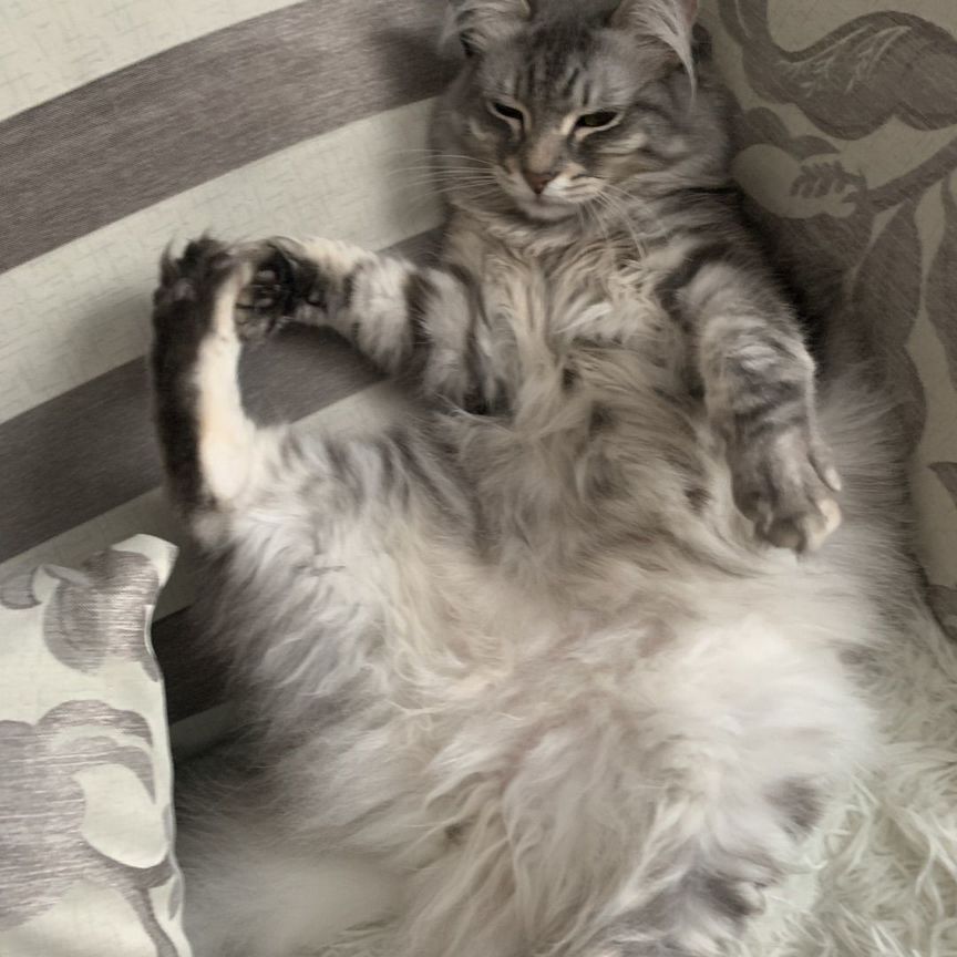 Отдам сибирского кота