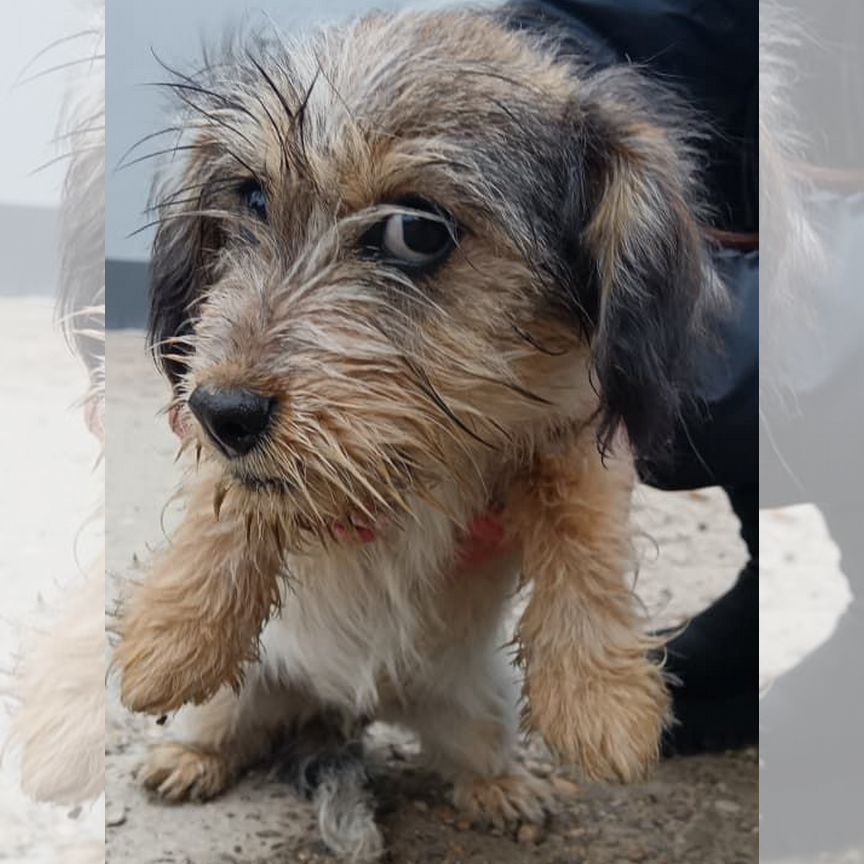 Взрослая собака в добрые руки