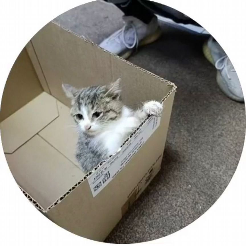 Котенок девочка