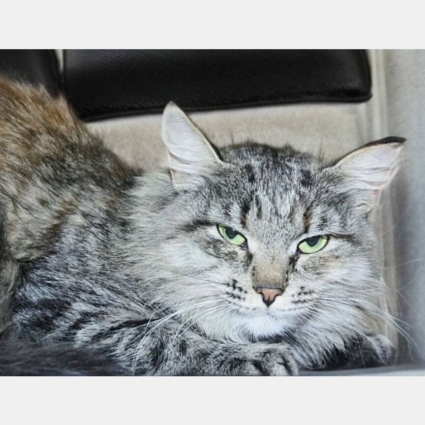 Ласковая кошечка