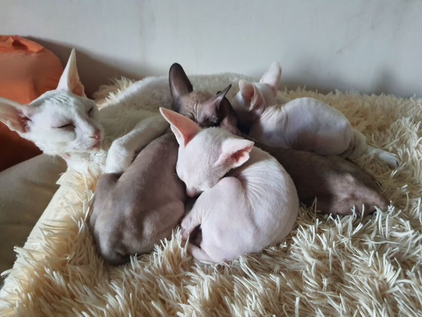 Котята Корниш-рекс