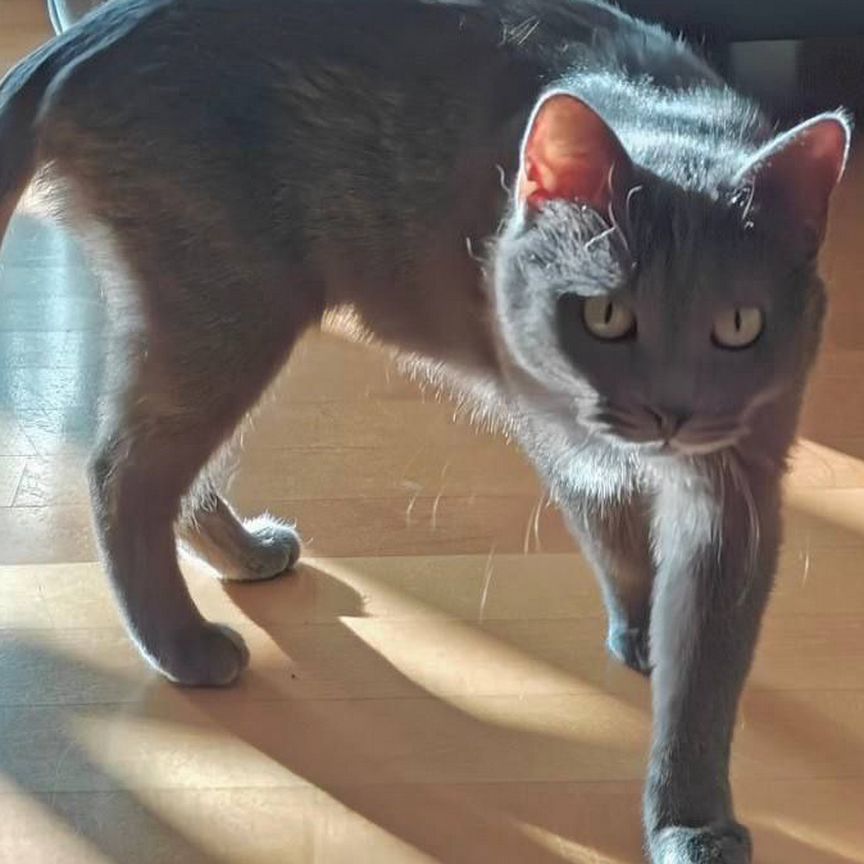 Взрослая, кошка в добрые руки