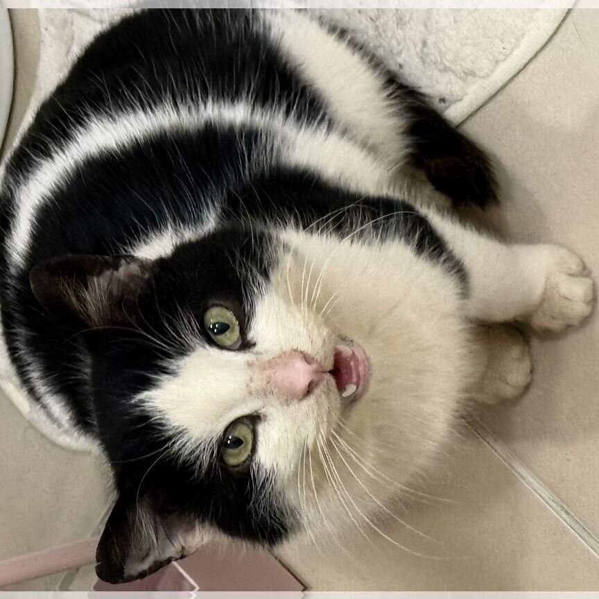 Взрослый кот в добрые руки