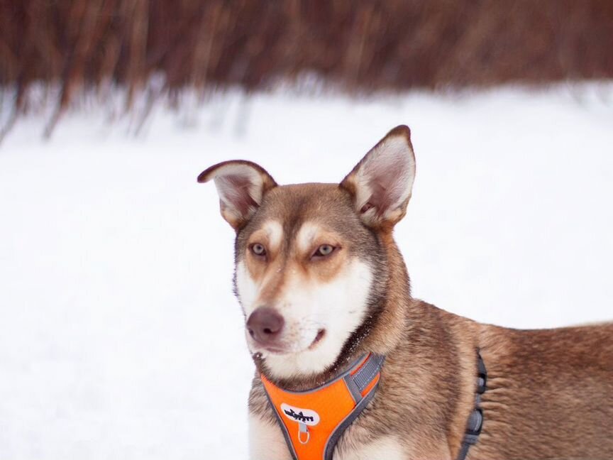 Собака в добрые руки бесплатно