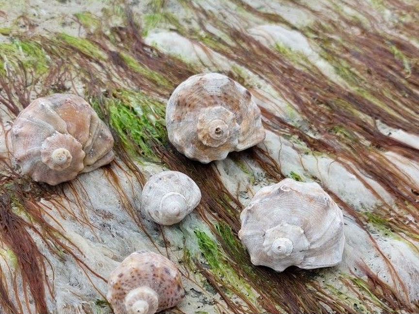 Ракушки морские
