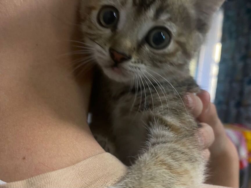 Кошка