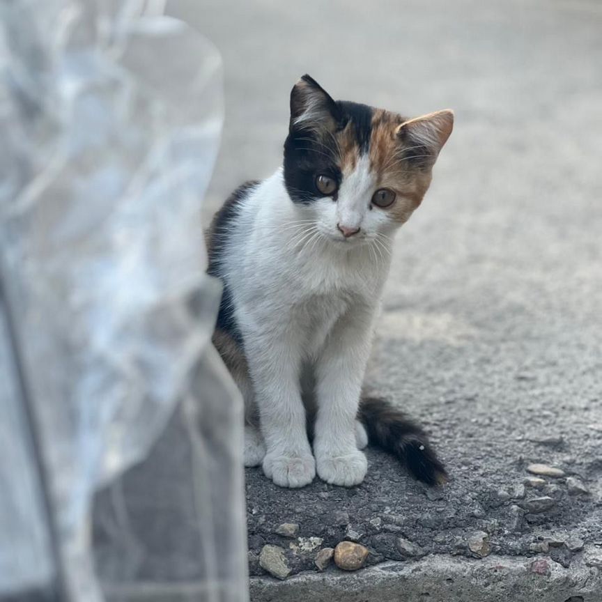 Трехцветная кошка